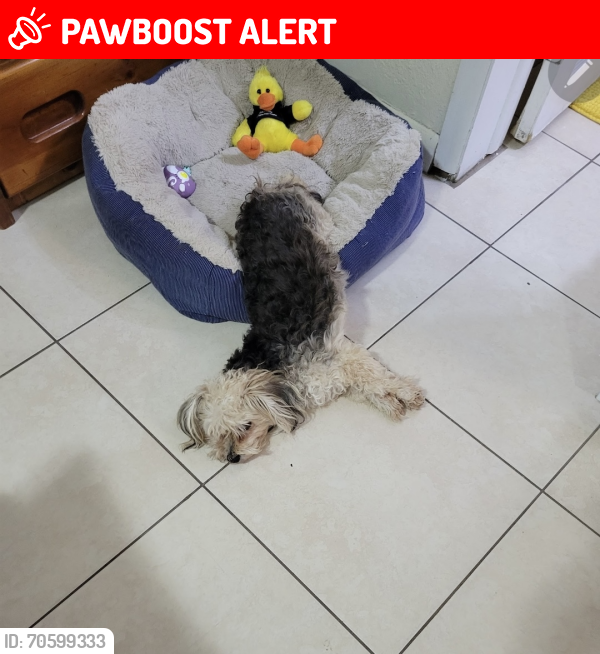 West Palm Beach, FL Lost Female Dog, Princess Is Missing | PawBoost