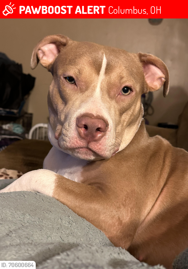 Columbus, OH Lost Female Dog, Princess Is Missing | PawBoost