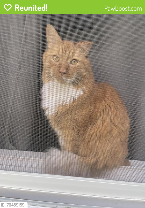 Reunited Male Cat in Dedham, MA 02026 (ID: 70489159) | PawBoost