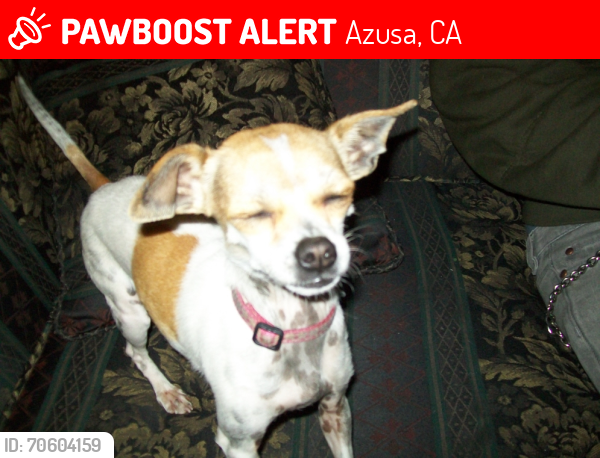 Azusa, CA Lost Female Dog, Zoe Is Missing | PawBoost