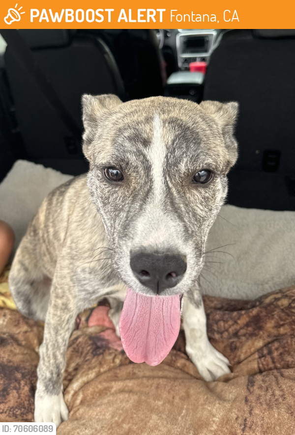 Fontana, CA Stray Female Dog Found Near Santa Ana & Live Oak Fontana ca ...