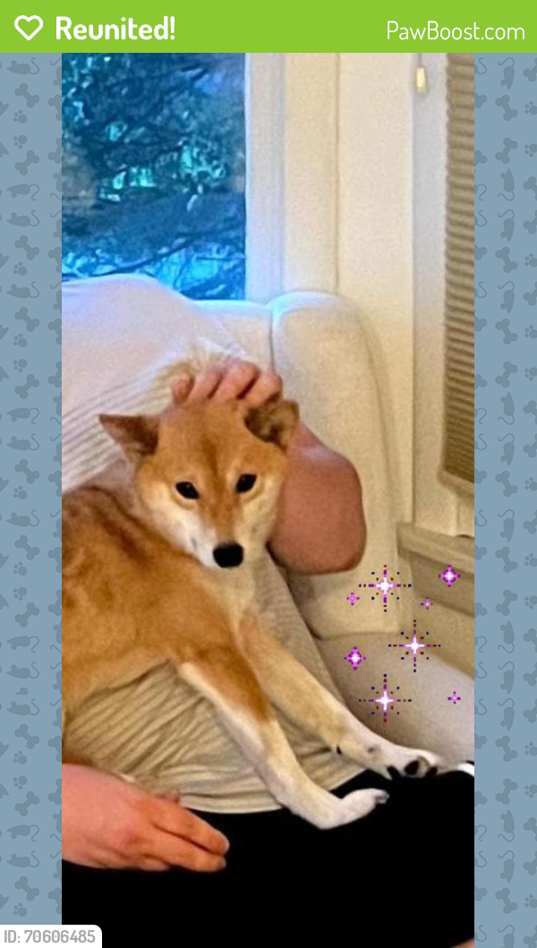 Reunited Female Dog in Sparta, NJ 07871 (ID: 70606485) | PawBoost