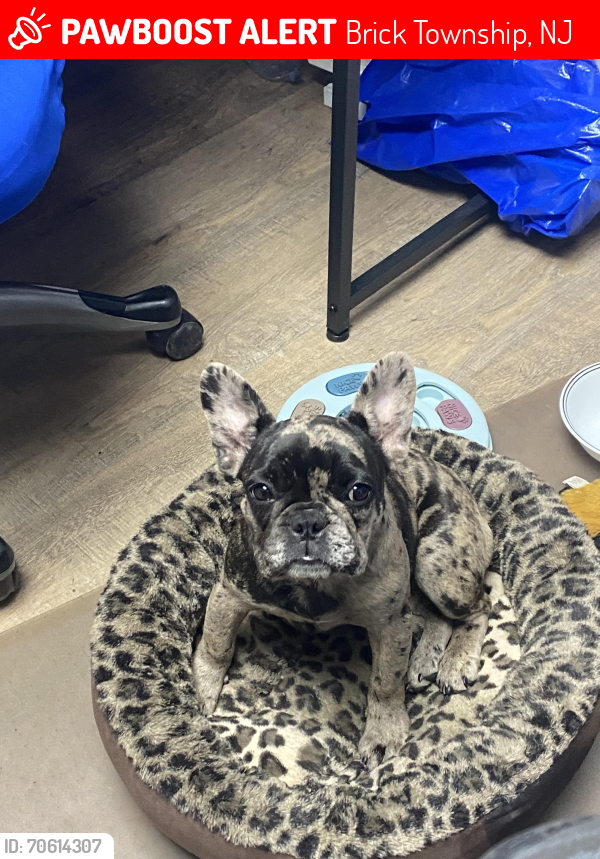 Brick Township, NJ Lost Female Dog, Malibu Is Missing | PawBoost