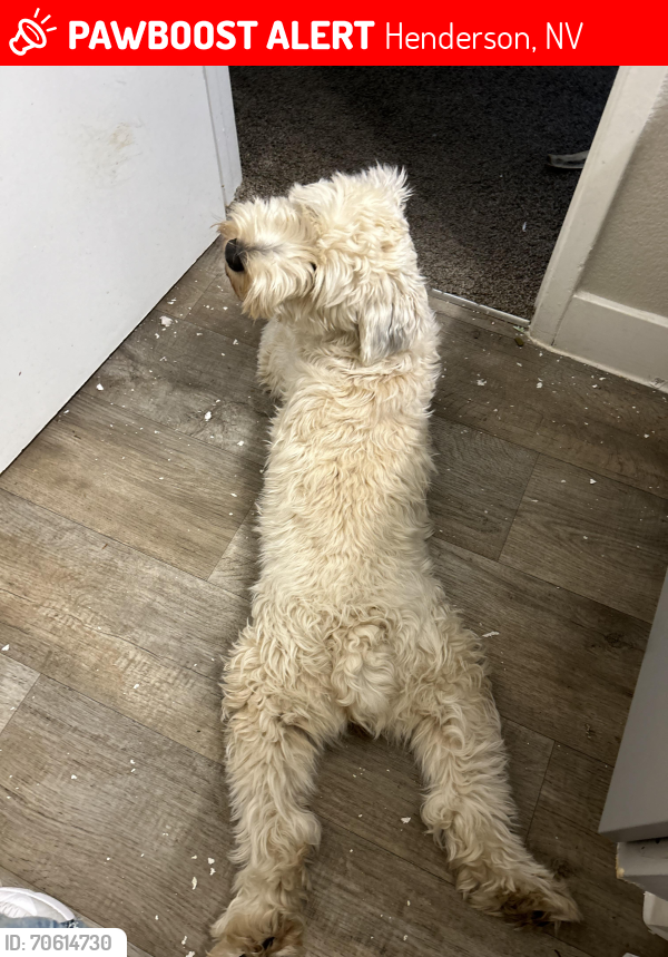 Henderson, NV Lost Female Dog, Kaden Is Missing | PawBoost