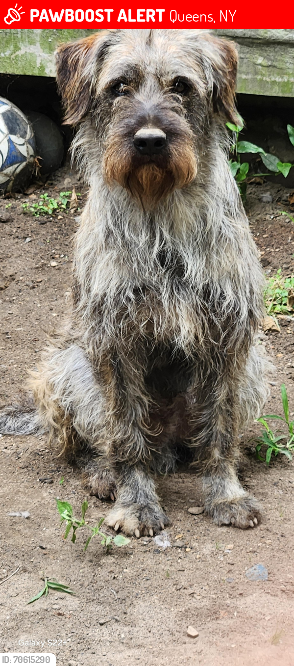 Queens, NY Lost Male Dog, Romeo Is Missing | PawBoost