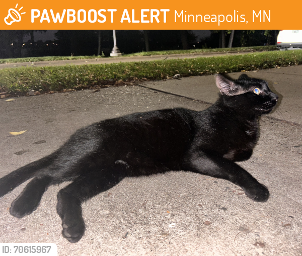 Minneapolis, MN Stray Cat Found Near Lake Harriet near north beach ...