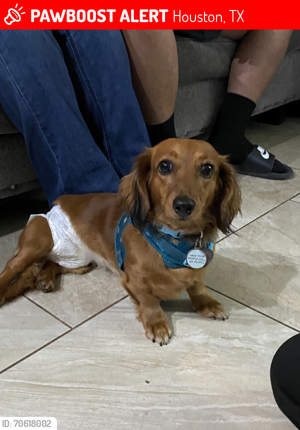 Houston, TX Lost Female Dog, Stella Is Missing | PawBoost