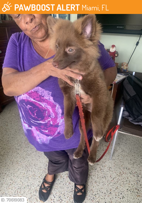 Miami, FL Stray Dog Found Near Near NW 51st Pl | PawBoost