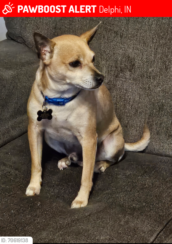 Delphi, IN Lost Male Dog, Toby Montano Is Missing | PawBoost