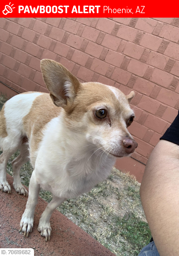 Phoenix, AZ Lost Female Dog, Daisy Is Missing | PawBoost