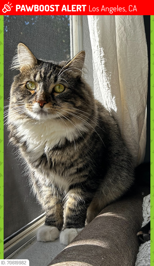 Los Angeles, CA Lost Male Cat, Timmy Is Missing | PawBoost