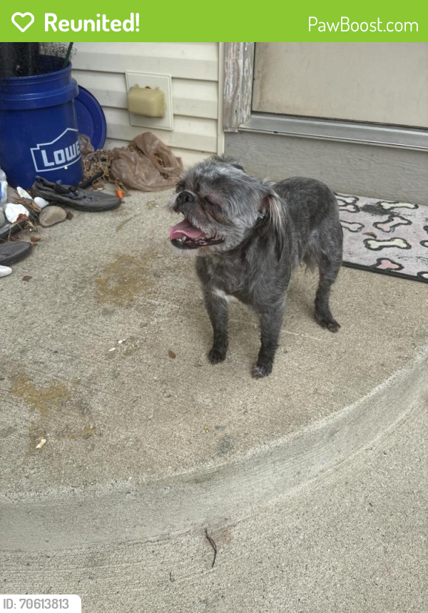 Reunited Male Dog in Westerville, OH 43081 (ID: 70613813) | PawBoost