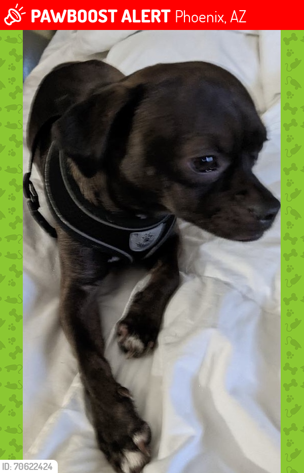 Phoenix, AZ Lost Male Dog, Bently Is Missing | PawBoost