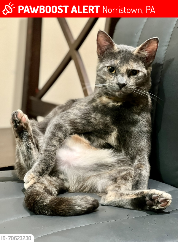 Norristown, PA Lost Female Cat, Missy Is Missing | PawBoost