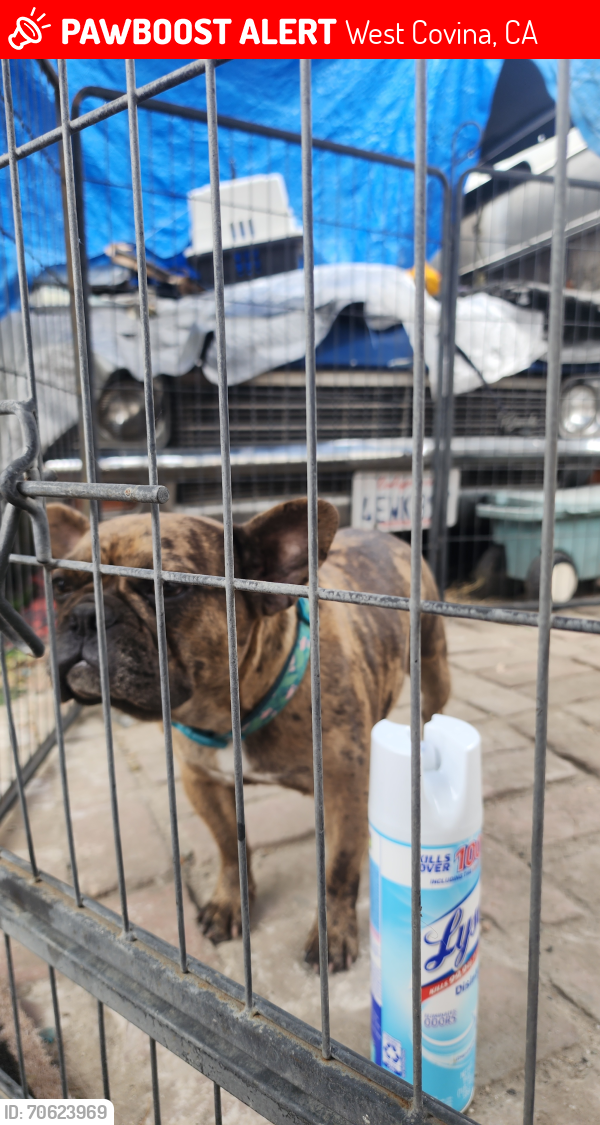 West Covina, CA Lost Female Dog, Meatball Is Missing | PawBoost