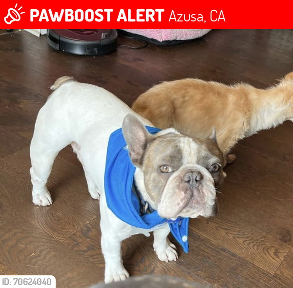 Azusa, CA Lost Male Dog, Frankie Is Missing | PawBoost