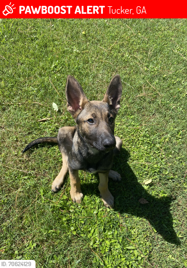 Tucker, GA Lost Male Dog, Sargent Is Missing | PawBoost
