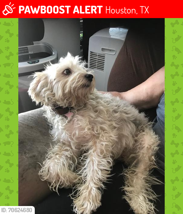 Houston, TX Lost Female Dog, Cookie Is Missing | PawBoost