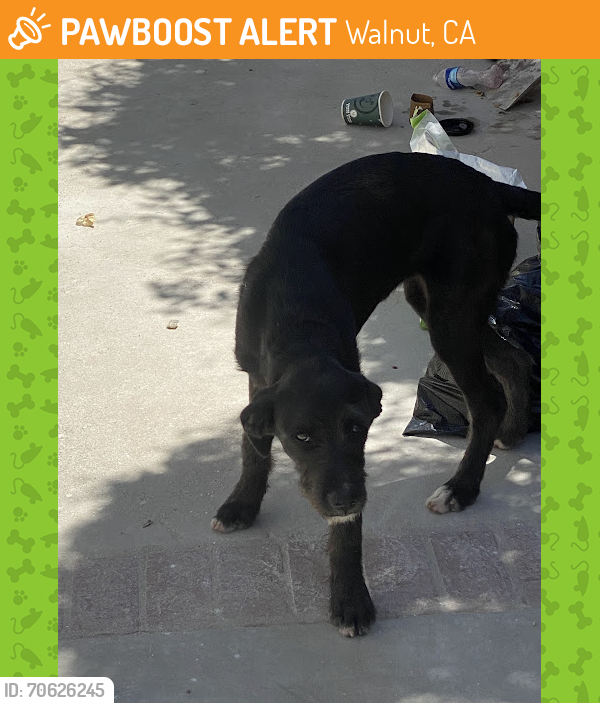 Walnut, CA Stray Female Dog Found Near Braes River Place | PawBoost