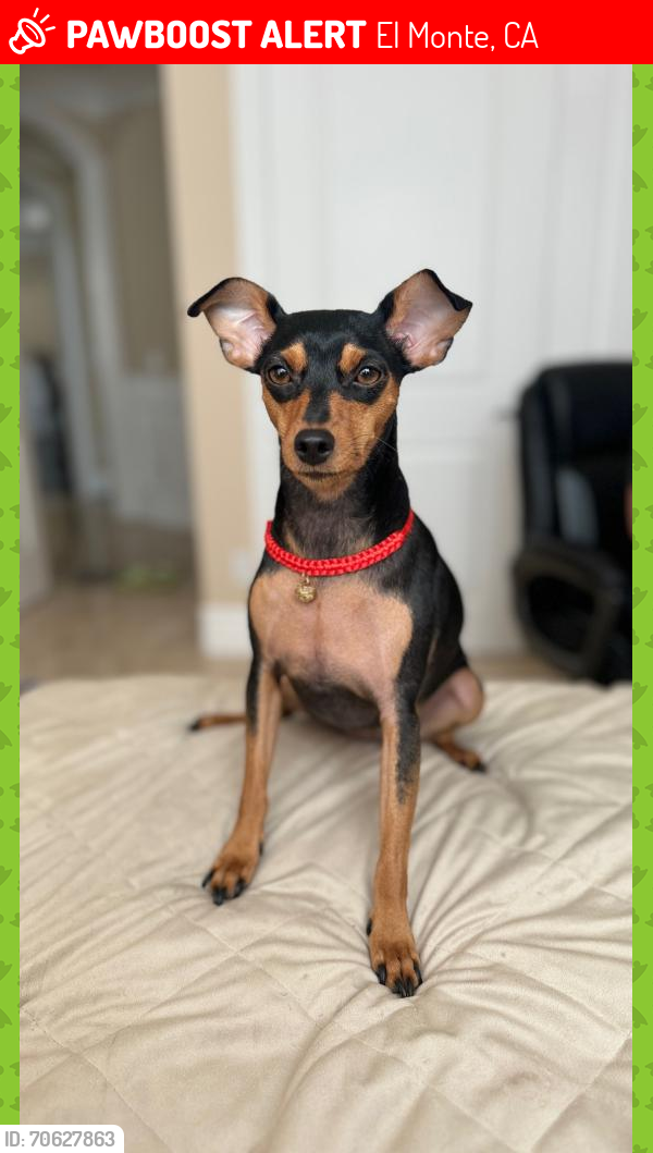 El Monte, CA Lost Female Dog, Luna Is Missing | PawBoost