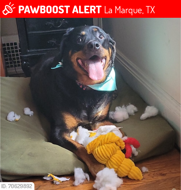 La Marque, TX Lost Female Dog, Athena Is Missing | PawBoost