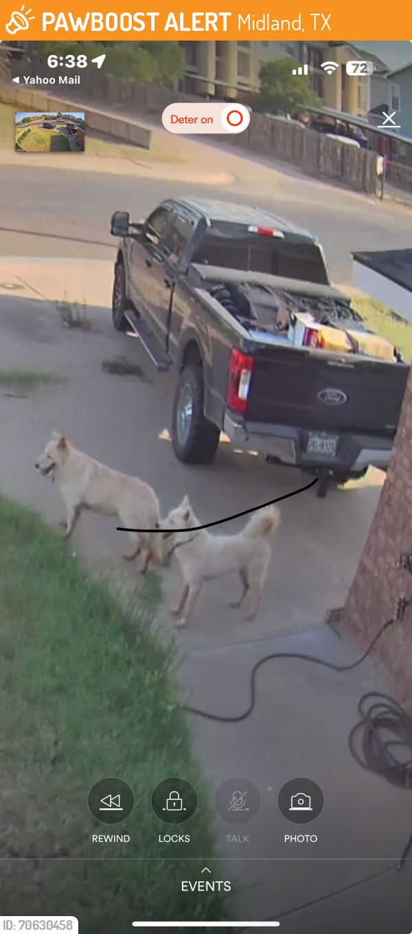 Midland, TX Stray Dog Found Near Rocky Ln., Bentwood | PawBoost