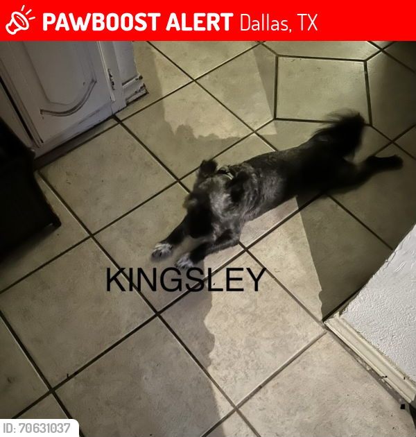 Dallas, TX Lost Male Dog, Kingsley Is Missing | PawBoost