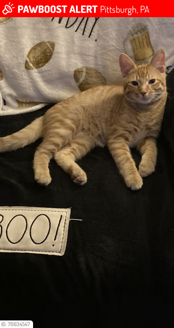 Pittsburgh, PA Lost Male Cat, Crush Is Missing | PawBoost