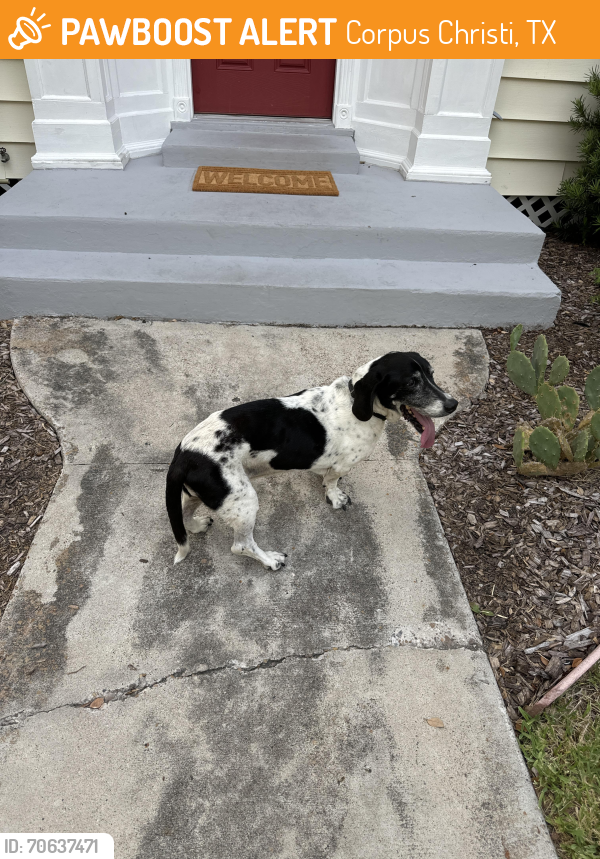 Corpus Christi, TX Stray Female Dog Found Near Santa fe | PawBoost