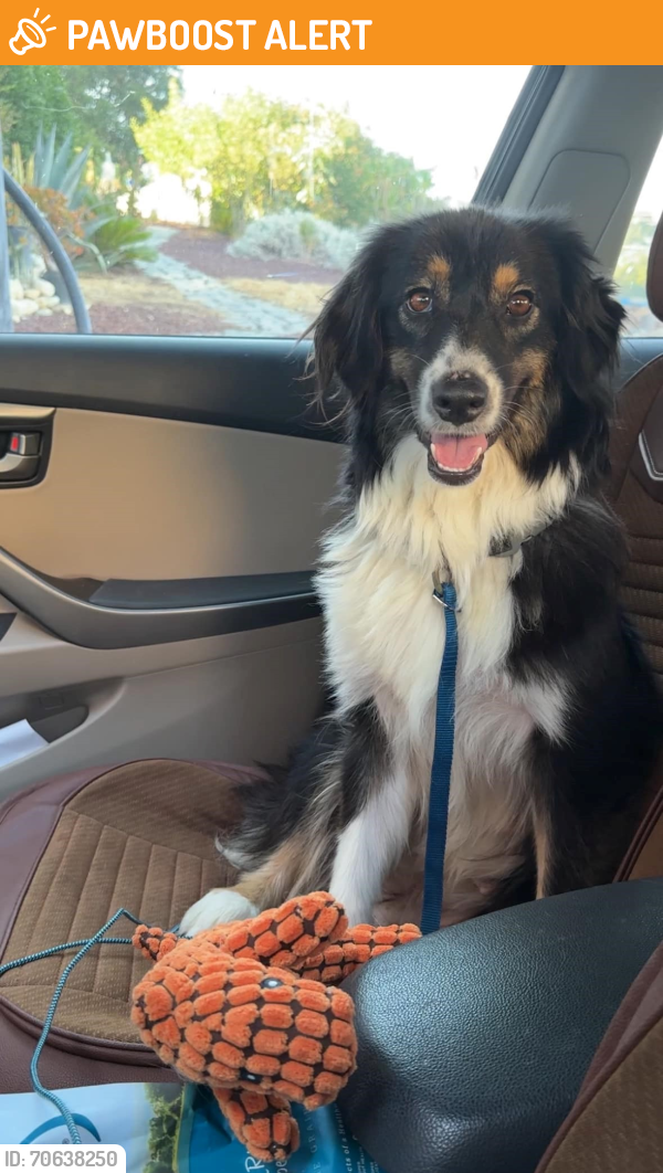Hacienda Heights, CA Stray Female Dog Found Near Turnbull Canyon / HACIENDA HEIGHTS / WHITTIER ...
