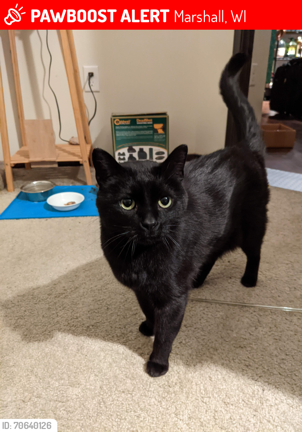 Marshall, WI Lost Male Cat, Santiago Is Missing | PawBoost