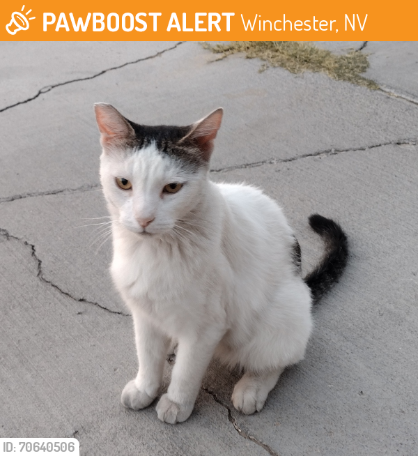 Winchester, NV Stray Female Cat Found Near Burnham and Vegas valley dr ...