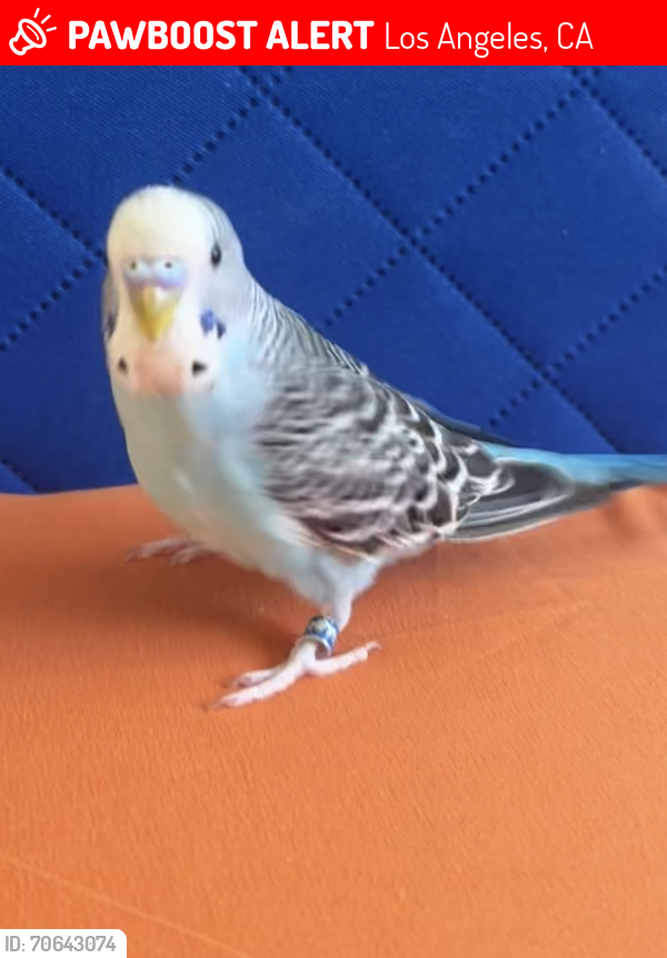 Los Angeles, CA Lost Male Bird, Sharik Is Missing | PawBoost