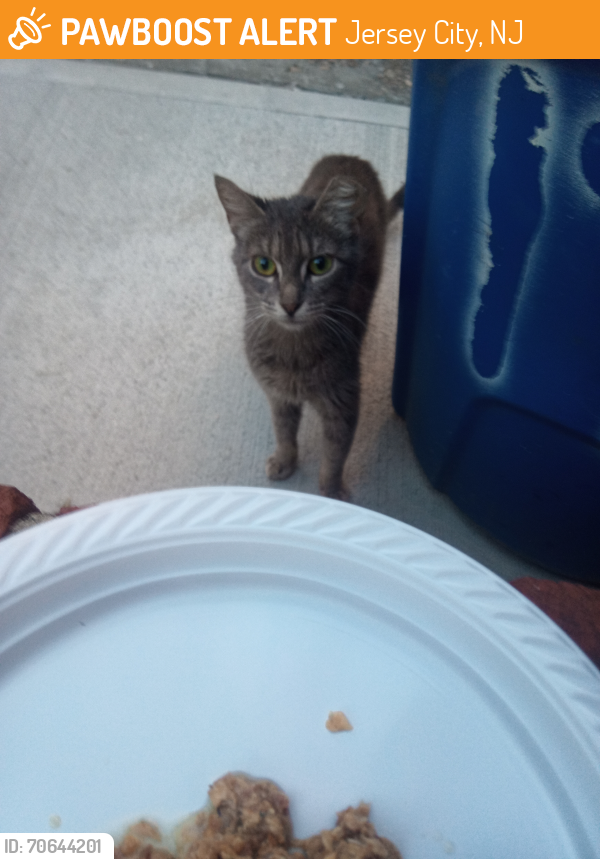Jersey City, NJ Stray Cat Found Near St. Peter's University Area | PawBoost