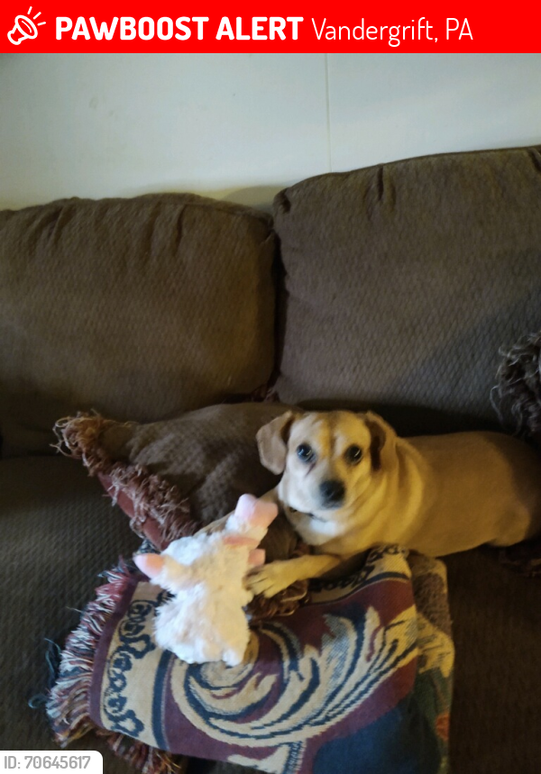 Vandergrift, PA Lost Female Dog, Nola Is Missing | PawBoost
