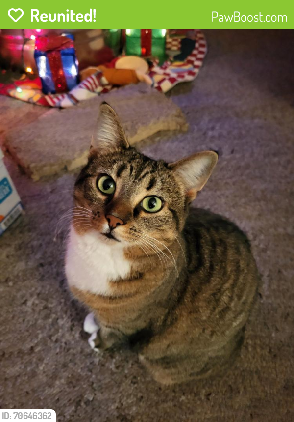 Reunited Female Cat in West Manchester Township, PA 17408 (ID: 70646362 ...