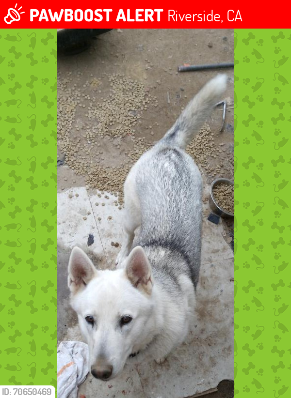 Riverside, CA Lost Male Dog, Olaf Is Missing | PawBoost