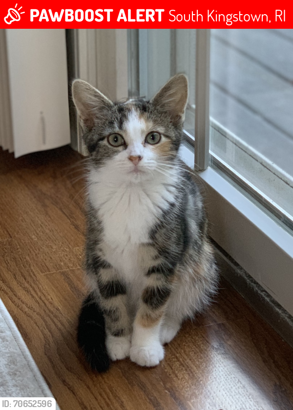 South Kingstown, RI Lost Female Cat, Ruby Is Missing | PawBoost