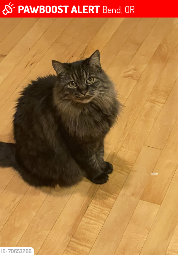Bend, OR Lost Female Cat, Lulu Is Missing | PawBoost
