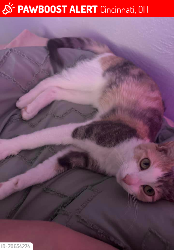 Cincinnati, OH Lost Female Cat, Dumpling Is Missing | PawBoost