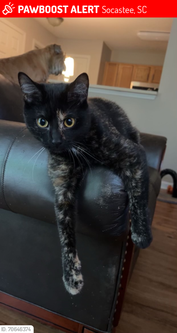 Socastee, SC Lost Female Cat, Evie Is Missing | PawBoost