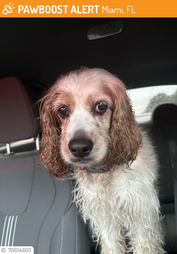 Miami, FL Stray Female Dog Found Near Miller drive | PawBoost