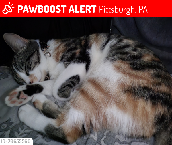 Pittsburgh, PA Lost Female Cat, Ellie Is Missing | PawBoost