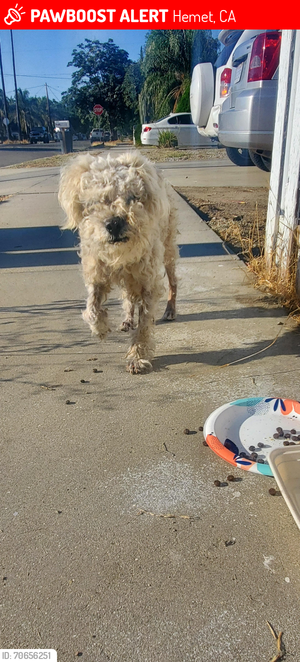 Hemet, CA Lost Dog, Unknown Is Missing | PawBoost