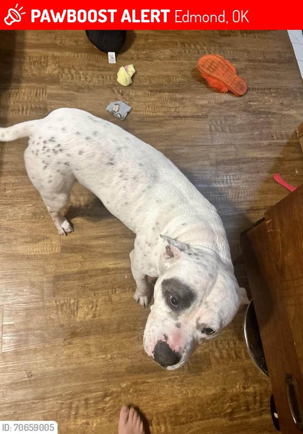Edmond, OK Lost Male Dog, Petey Is Missing | PawBoost