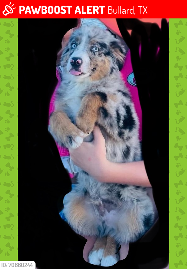 Bullard, TX Lost Male Dog, Levi Is Missing | PawBoost