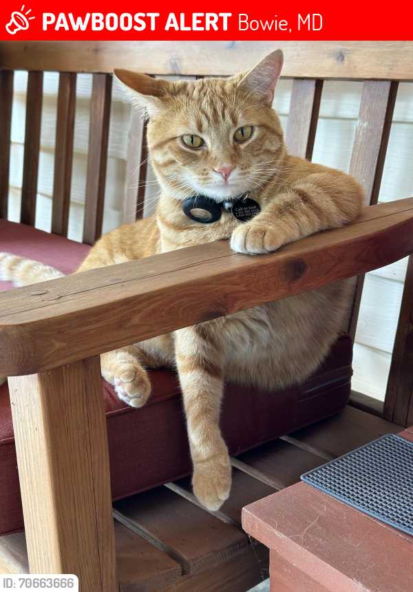 Bowie, MD Lost Male Cat, Pupusa Is Missing | PawBoost