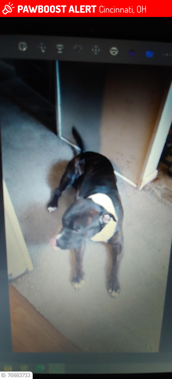 Cincinnati, OH Lost Male Dog, Tyson Is Missing | PawBoost