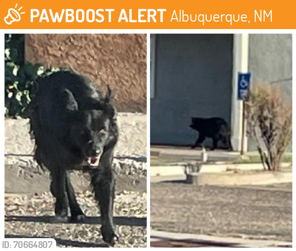 Albuquerque, NM Stray Dog Found Near Menaul just west of Wyoming | PawBoost