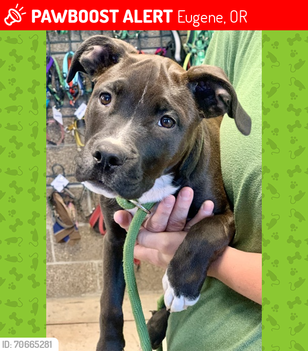 Eugene, OR Lost Female Dog, Helga Is Missing | PawBoost